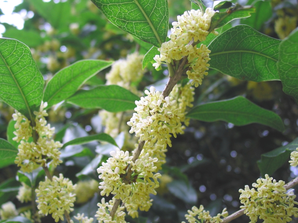 Osmanthus fragrans | Osmanthus fragrans, Garden inspiration, Herbalism