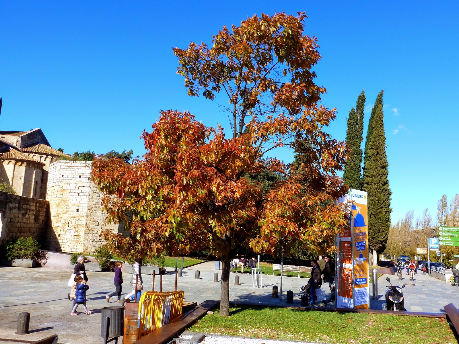 Árboles con alma: Roble rojo americano (Quercus rubra)