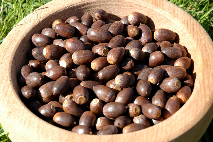 Ethnobotanical Pursuits: Acorn Muffins!