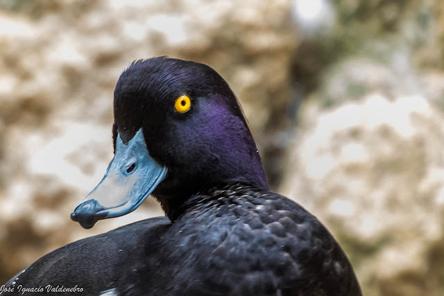 DocNatureBlog: Un pato muy coqueto y un gran buceador. Porrón moñudo ...