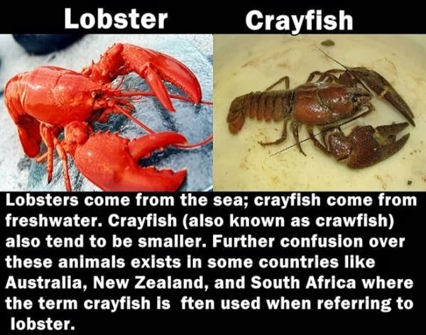 The Most Confusing Differences between Similar Things ~ amazing facts