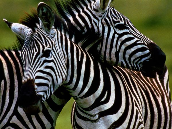 EL HOTEL DE LAS PINTURAS Y OTRAS HISTORIAS...: ÓLEO CEBRAS...