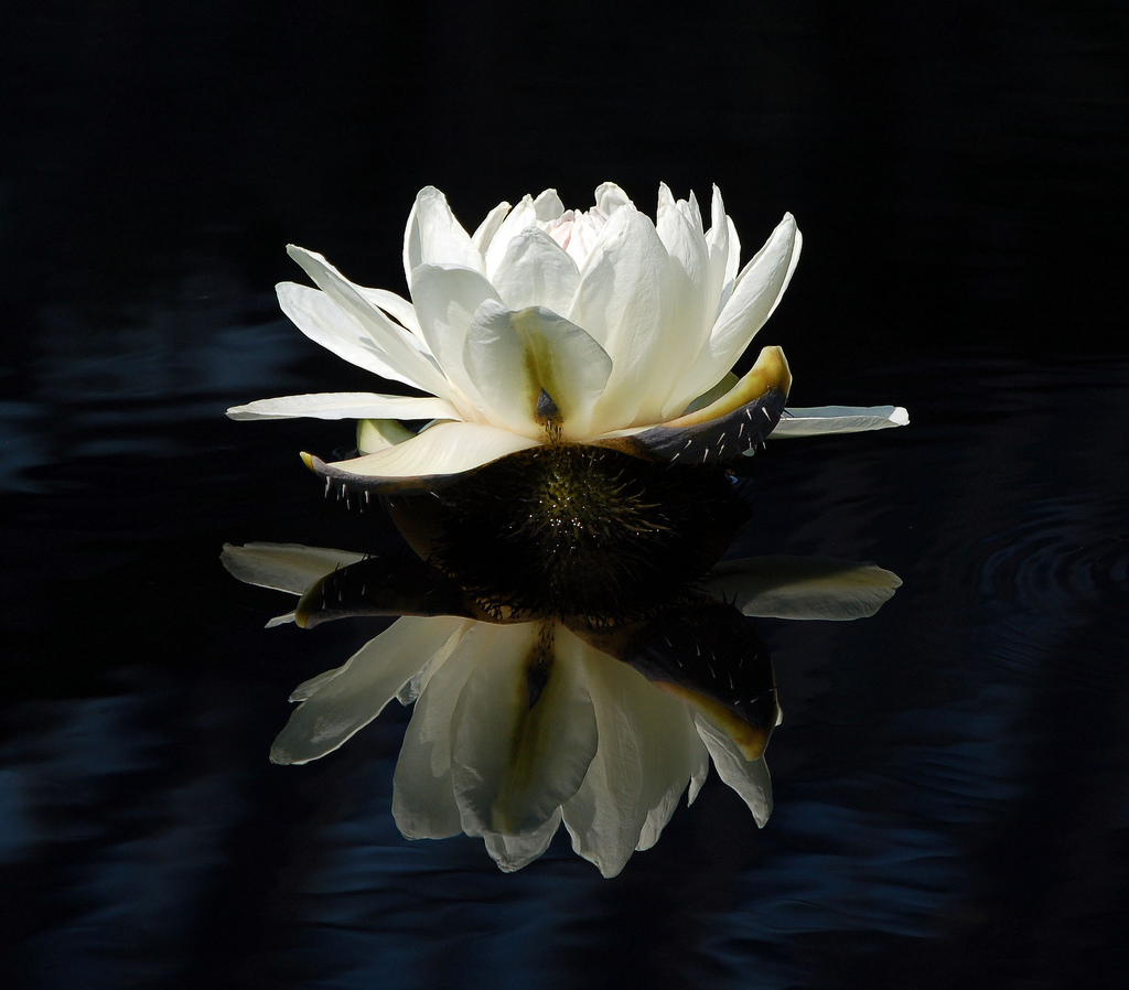 School Of Digital Photography: Flower Photography – Tips for Shooting ...
