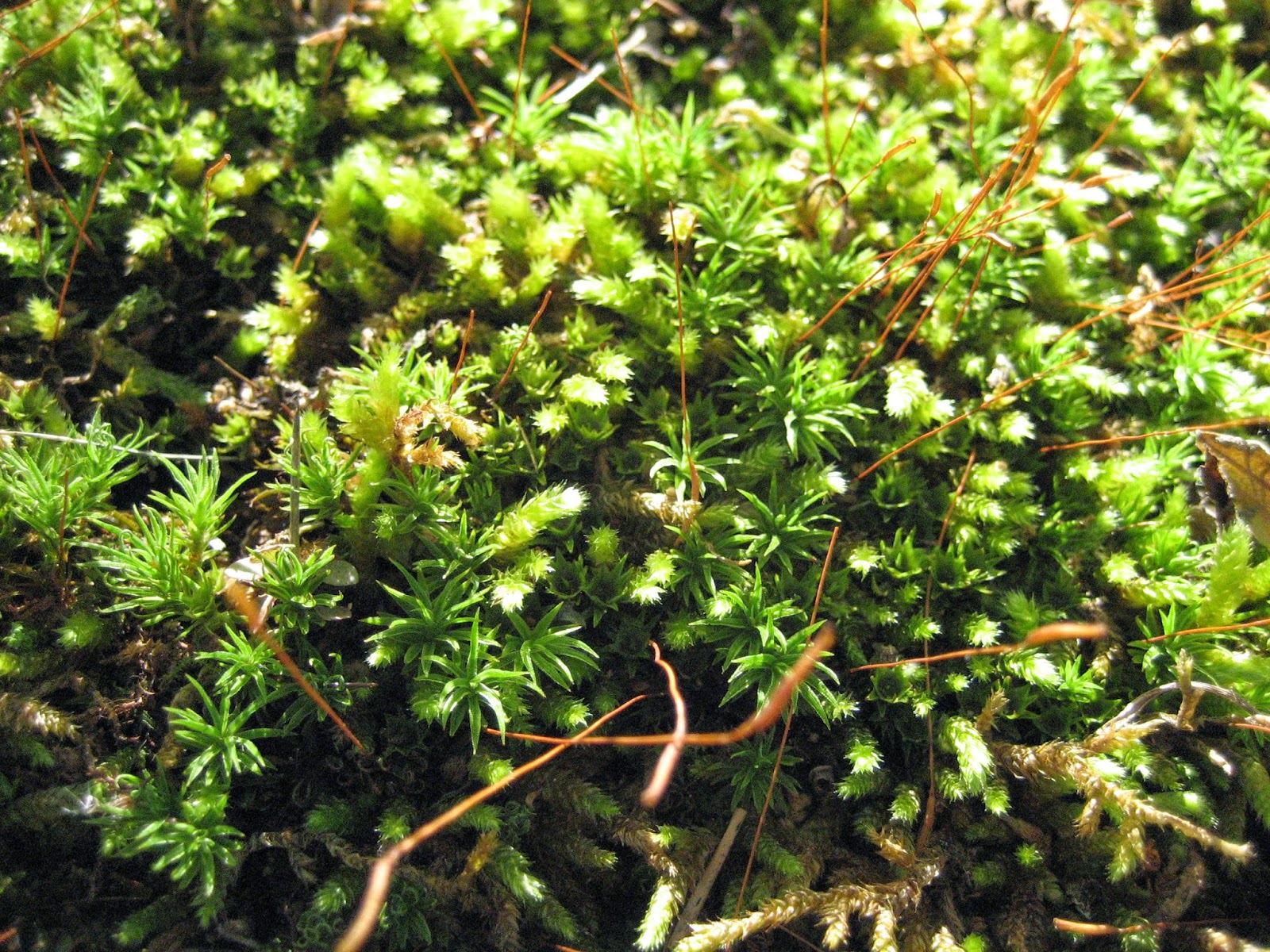 Discovering His Creation: Atrichum Moss (Atrichum angustatum)