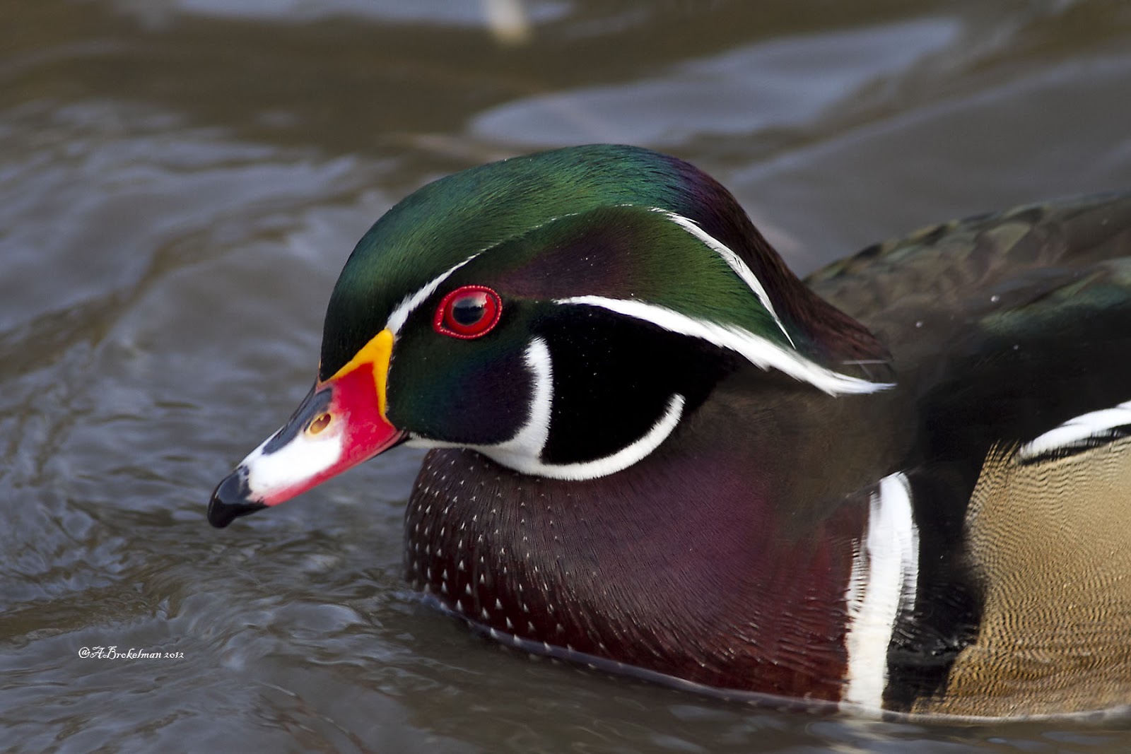 Ann Brokelman Photography: Black Crowned Night Heron, Merlin, Owl and ...