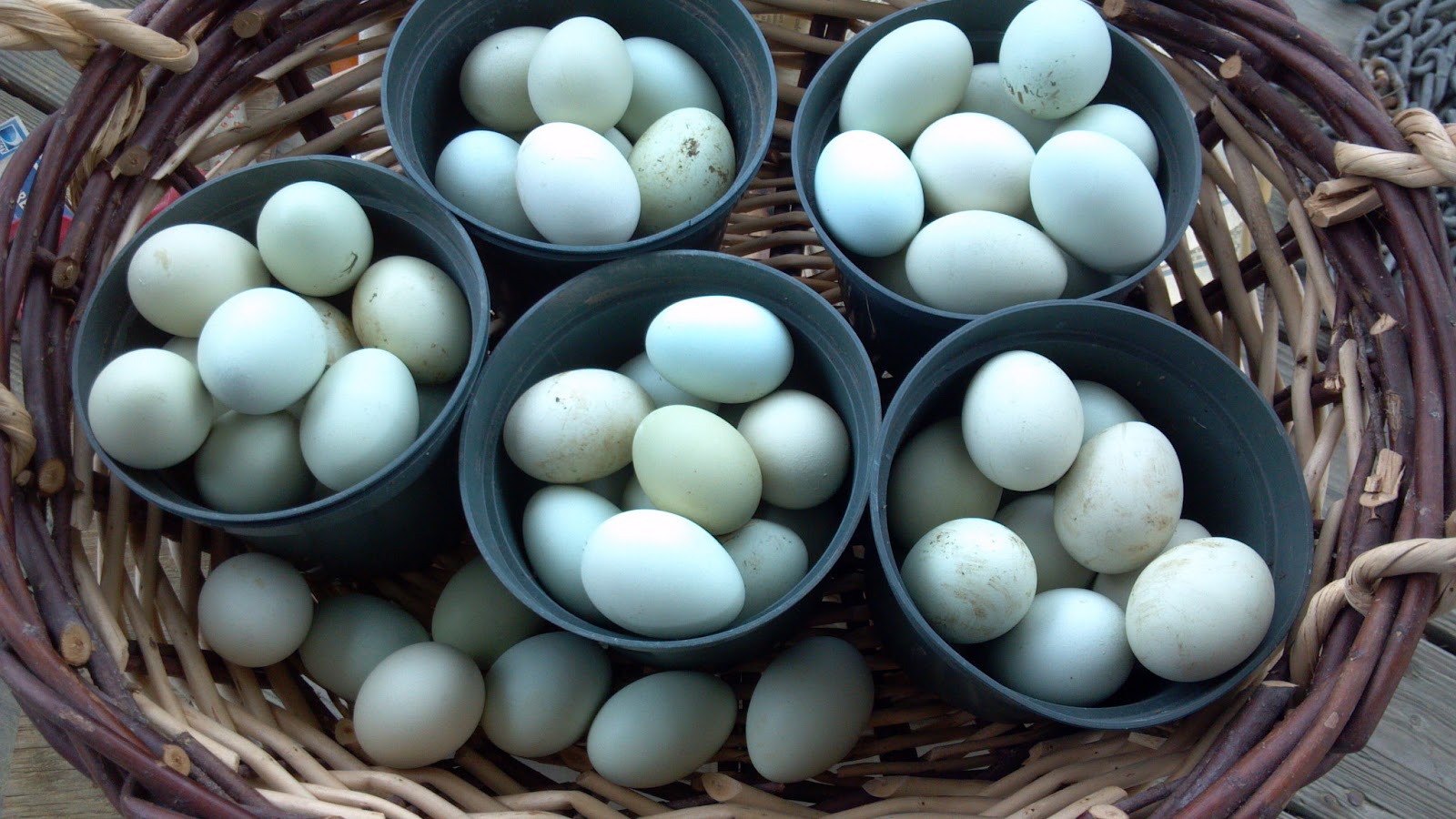 How Daisies Have Babies and Why Grocery Eggs Won't Hatch