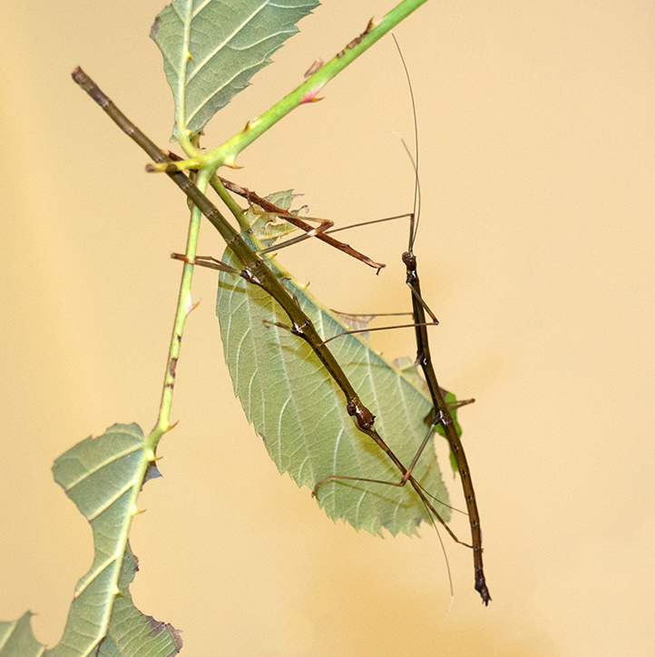 Pacific Science Center Life Sciences: A Stick Bug Mystery