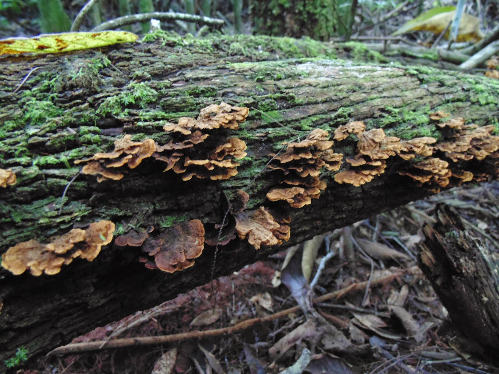Conhecendo o Reino dos Fungos: Phellinus