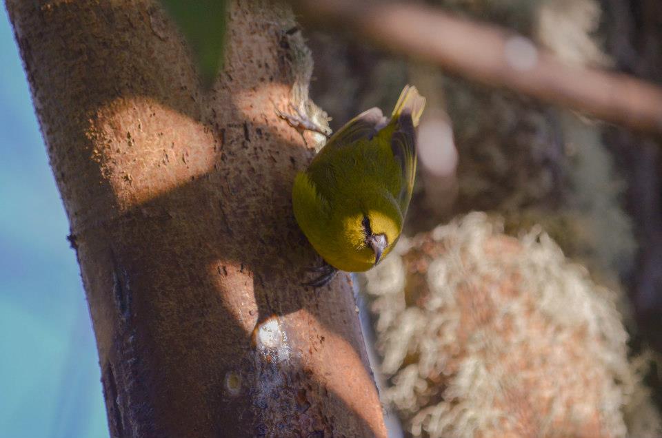 Birds of Hawaii: ‘Amakihi