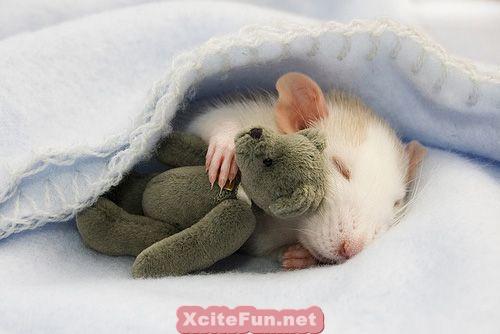 Funny Pictures: Funny Rats - 4