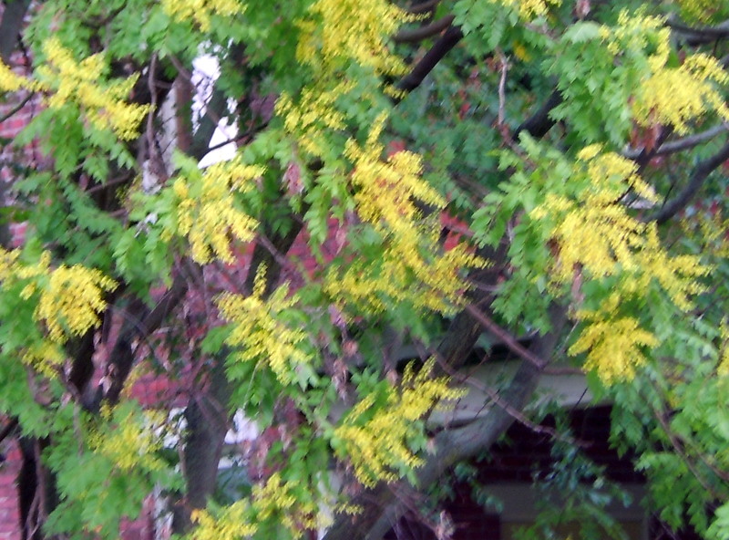 My Old Historic House: A Quest for the Golden Raintree!!!!