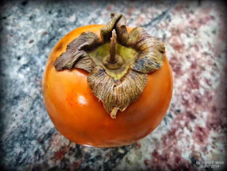 Meu Cantinho Verde: CAQUI CHOCOLATE - (Diospyros kaki)