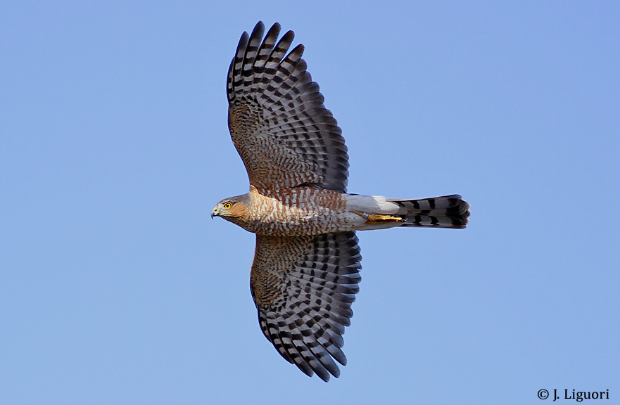 Raptor Identification and Photography: Sub-adult Accipiters?