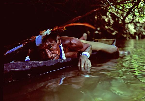 B&P_desde_Guayana: EL YOPO; LA SEMILLA DE LOS DIOSES - (EL ARBOL DE LA ...