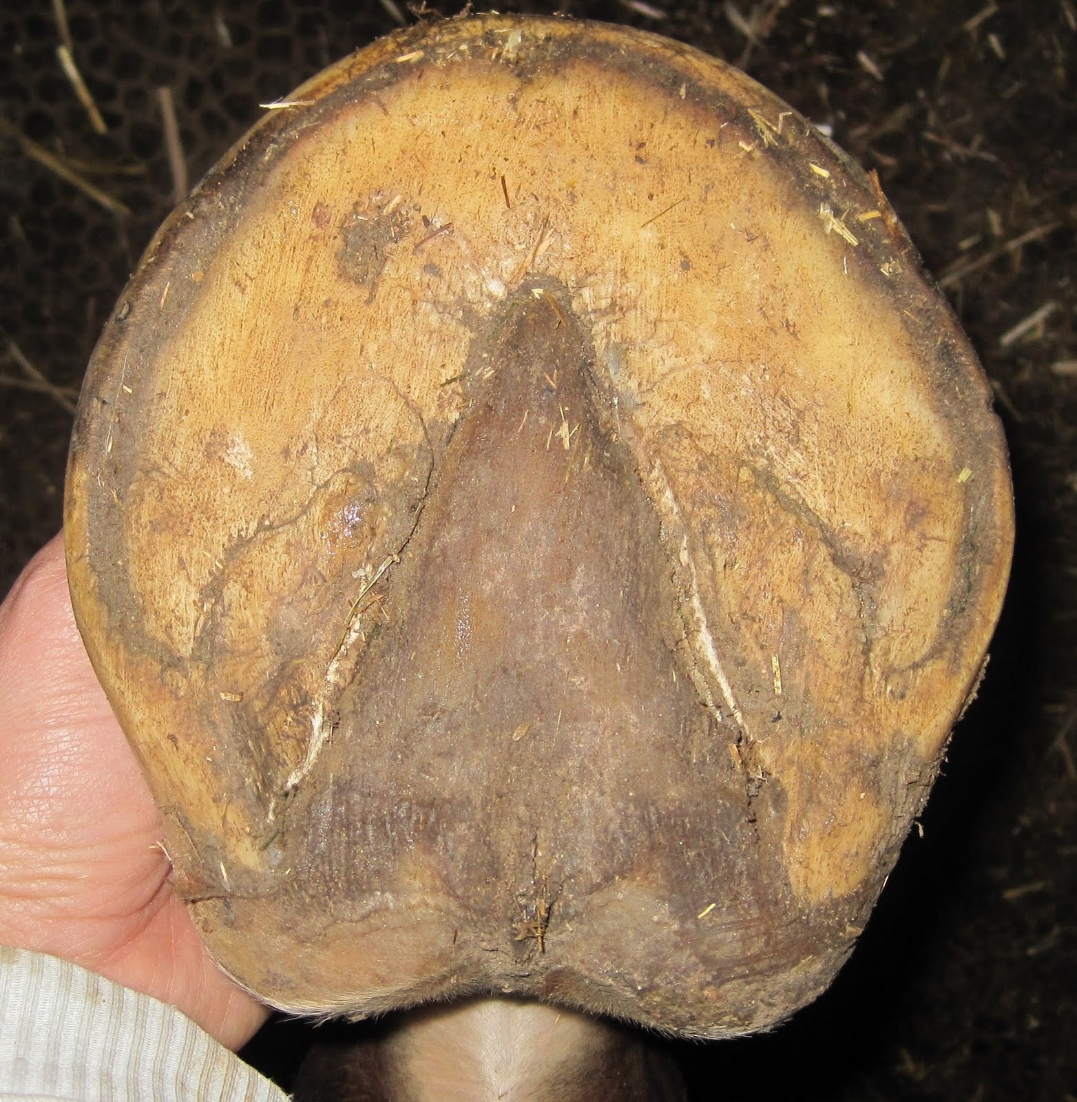 Barefoot Horse Blog: Hoof shape and shoes