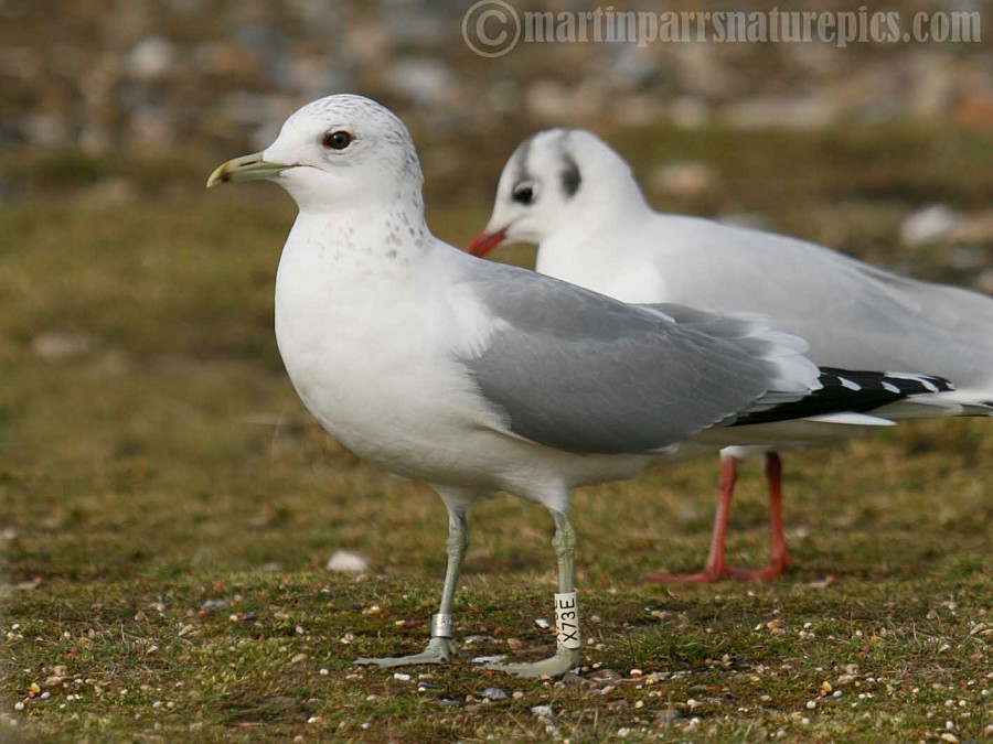 Hilly Fields Birdwatch: Happy Solstice!