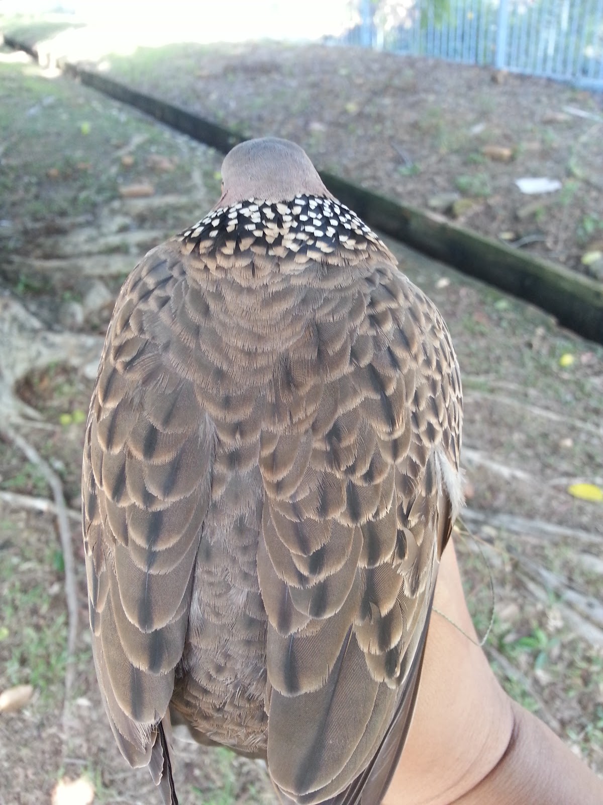 BLOG BURUNG MERBOK DAN TERKUKUR PIKAT: Julai 2016