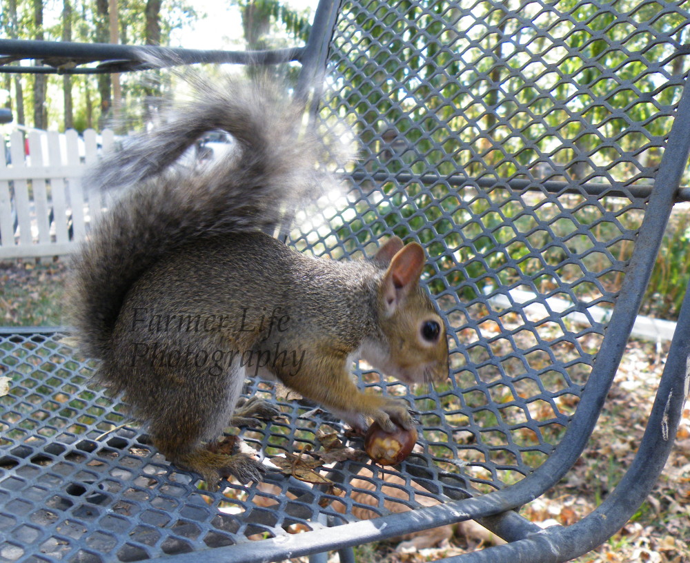 Living A Farmer's Life: Squirrel Spam 2!