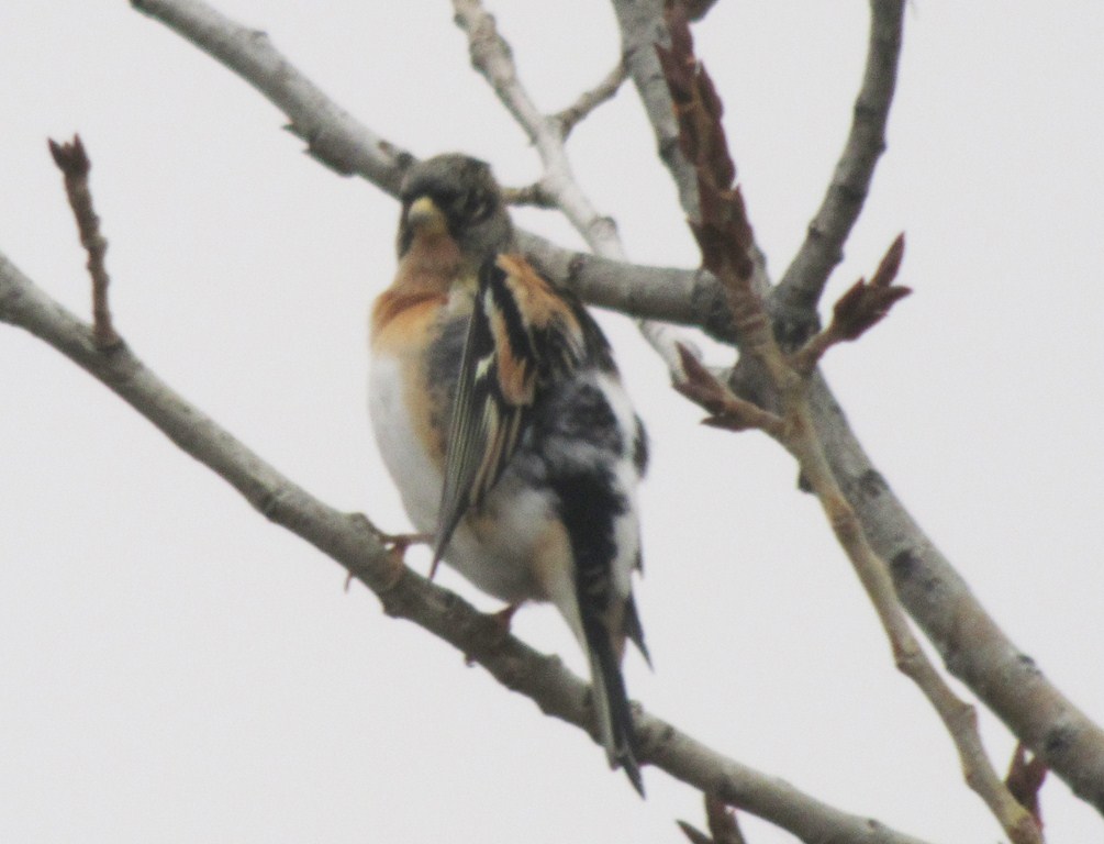 BIRDINGLEON: Pinzones reales en el Páramo
