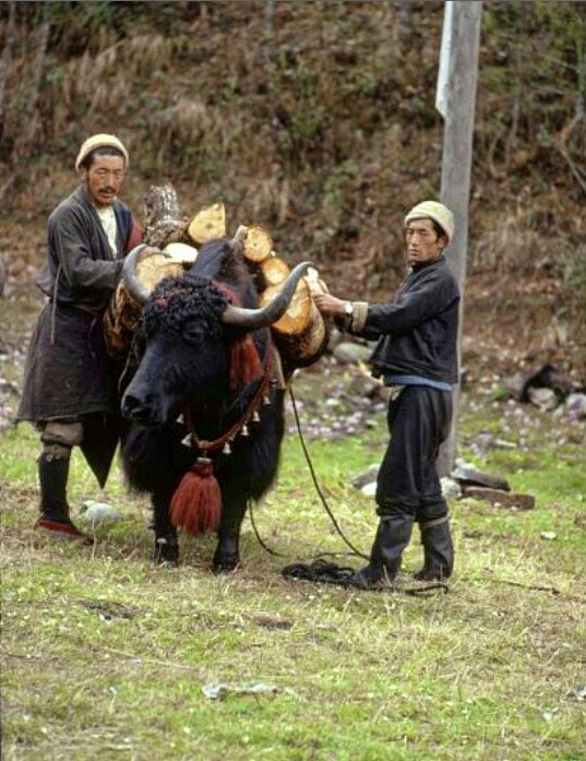KUALA SKYLAB: SIKKIM PHOTO. MEN WITH YAK.