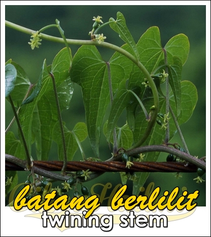 Sistem Sokongan Dalam Tumbuhan