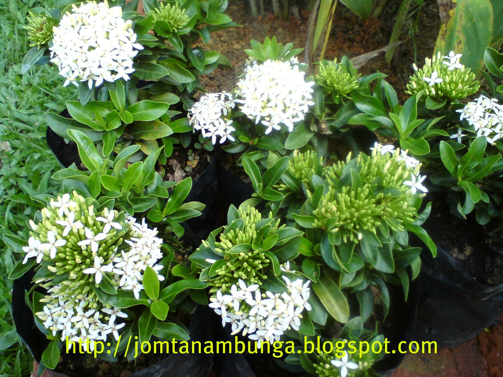 Jom Tanam Bunga: Ixora - Bunga Bermacam Nama