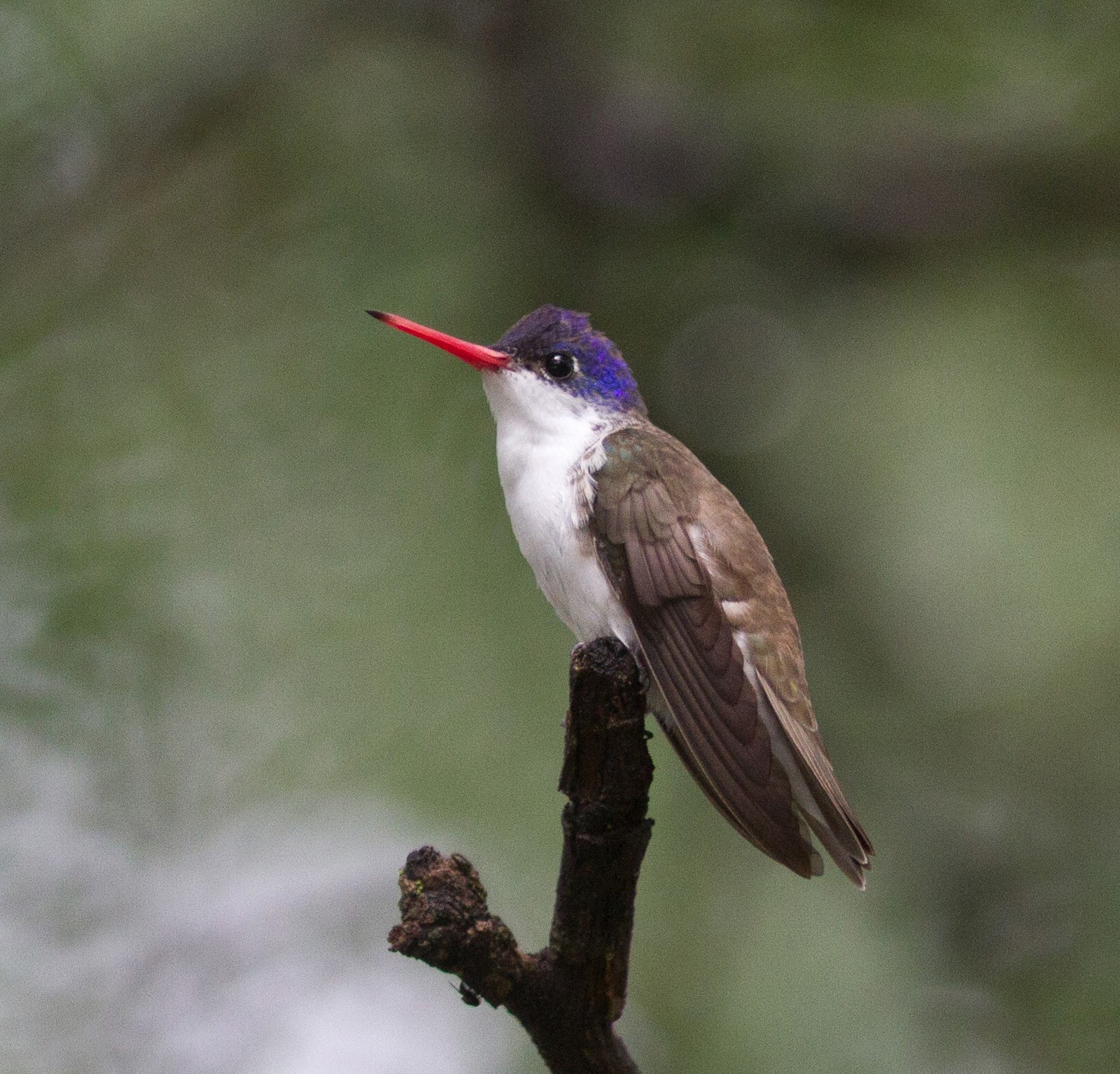 Birding Is Fun!: Utah Birder Profile: Robert Williams