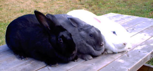 Beveren Rabbit Pictures