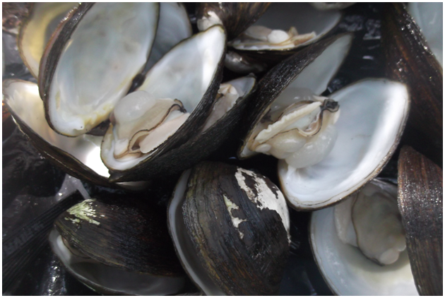 NEGOMBO SEAFOODS: CLAMES