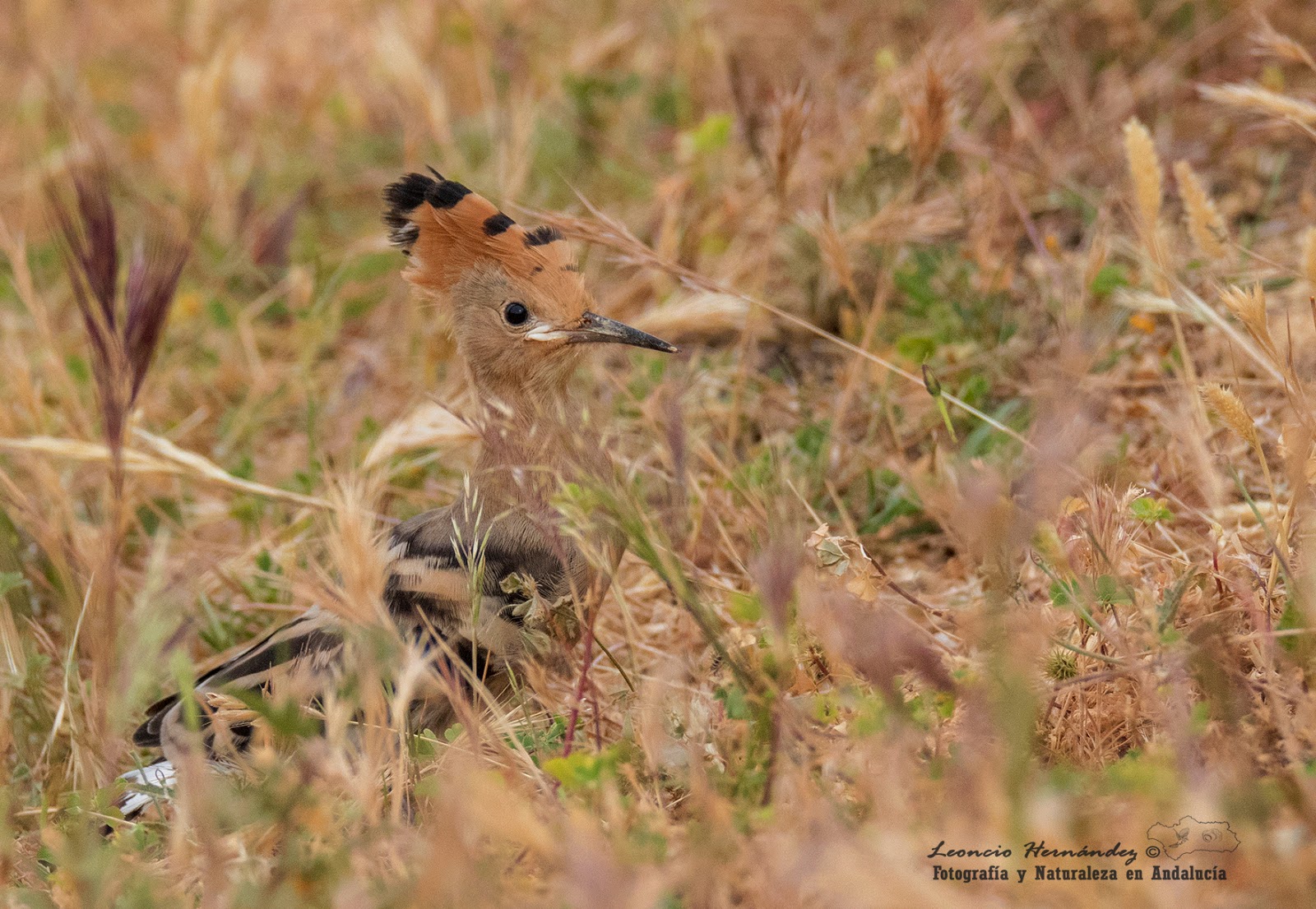 FOTOGRAFÍA Y NATURALEZA EN ANDALUCÍA: AVES-ABUBILLA (Upupa epops)