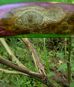 MENGENAL HAMA DAN PENYAKIT TERONG - ALICOM BOJONG