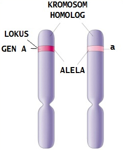 Substansi Genetika LENGKAP - Generasi Biologi