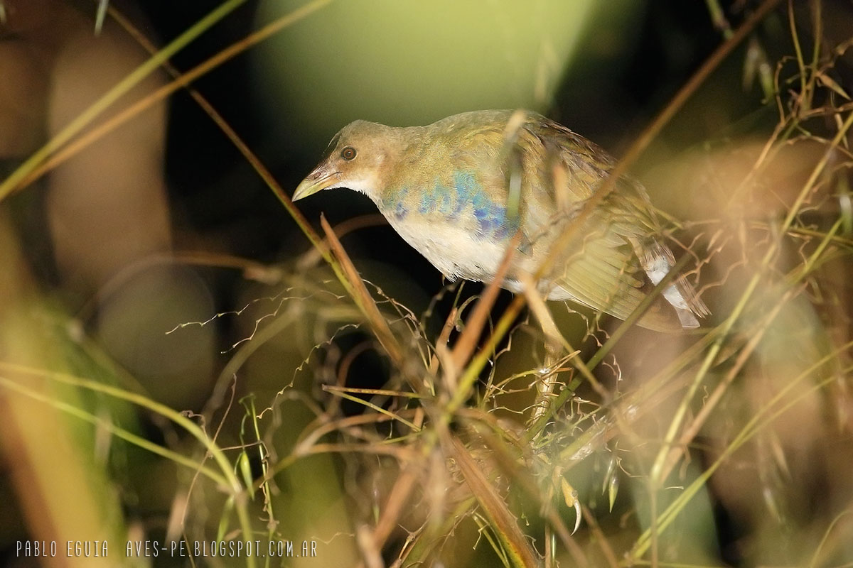 mis fotos de aves: Porphyrio martinicus Pollona Azul Purple Gallinule