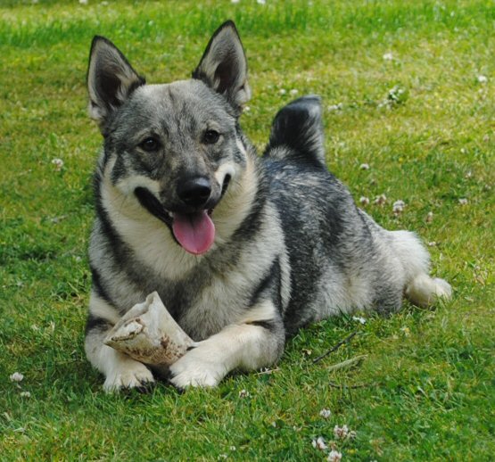 White Wolf : Meet the Swedish Vallhund, an amazing looking dog with a ...