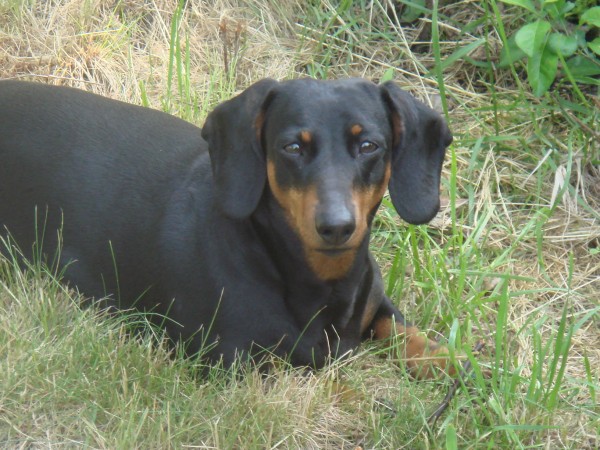 DACHSHUND: Dachshund
