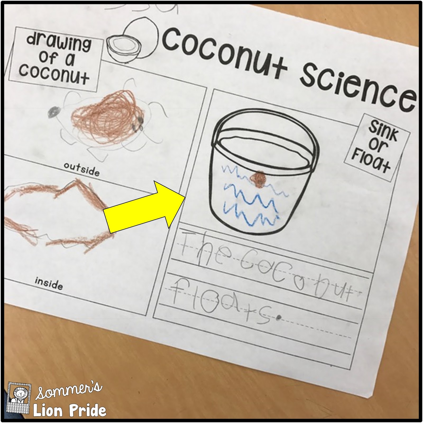 Sommer's Lion Pride: The Science of Coconuts in Your Kindergarten Classroom