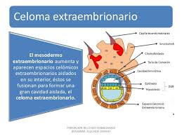 Embriología Primer semestre