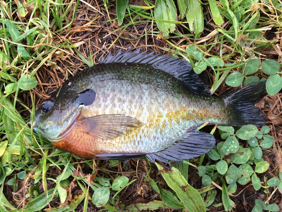 Fishing in Central New York State: My Favorite Erie Canal Fishing Spots ...