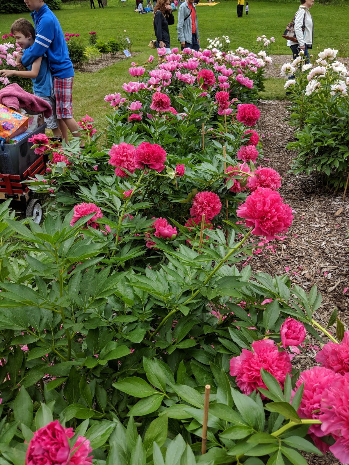 A Primitive Plot: Peonies in Ann Arbor in May!