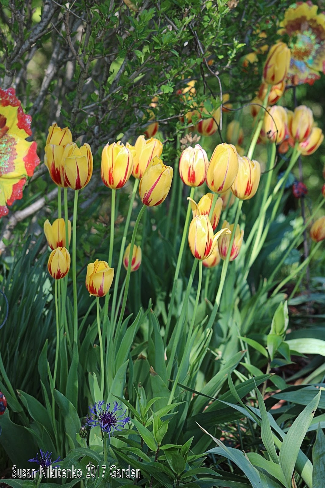 My Spring Garden Photos 2017