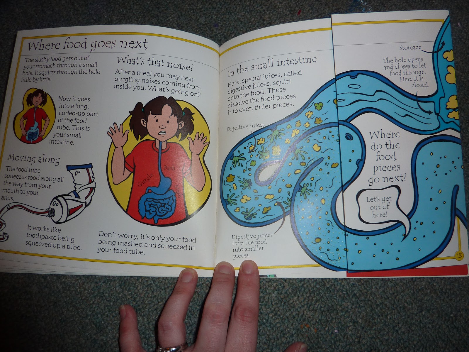 Human Anatomy Digestive System