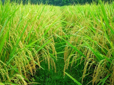 7 Tahapan Menanam Padi yang Bikin Hasil Panen Melimpah - Cara Budidaya ...