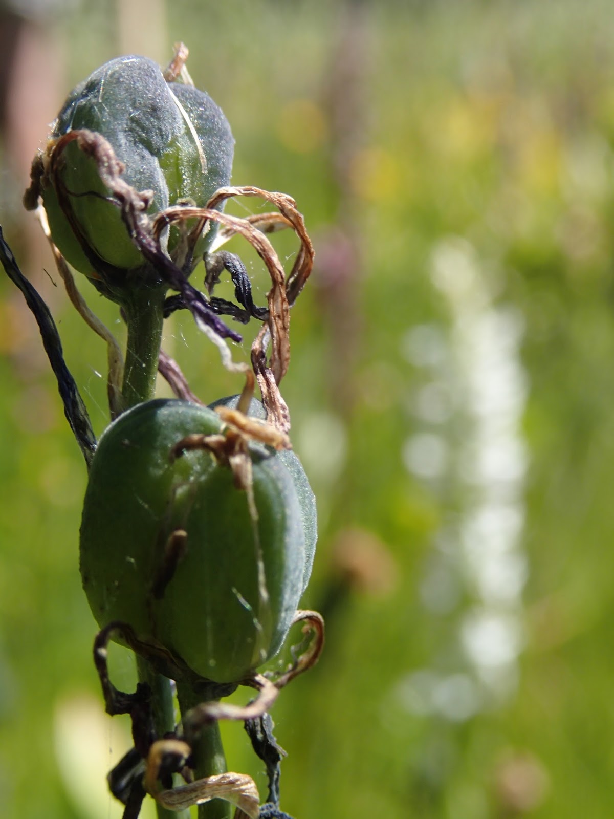 Casing Oregon: Wildflower Hikes: Gordon Meadows