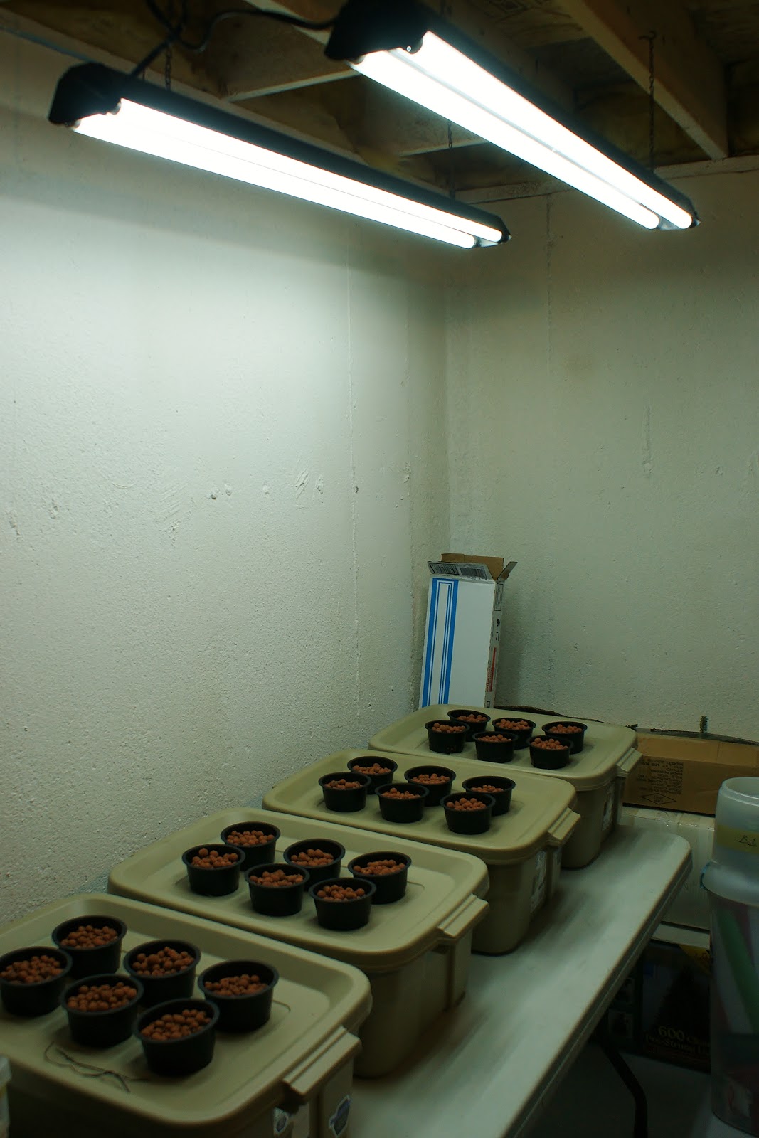 Backyard Urban Gardening - Grow Your Own Food: Basement Hydroponics ...