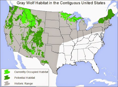 Rick Lamplugh: Part Five: Dispersing Wolves Need Federal Protection