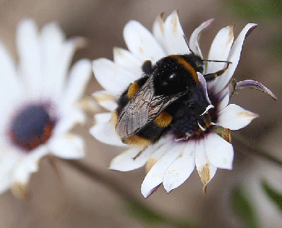 "Cómo el veneno de abeja me salvó la vida"