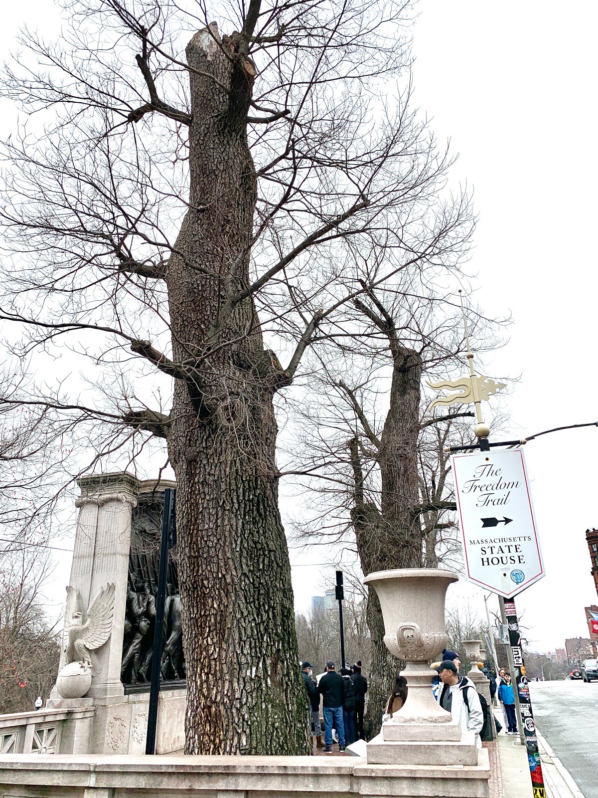NEW ENGLAND FOLKLORE: Strange Old Trees in Boston and Beyond