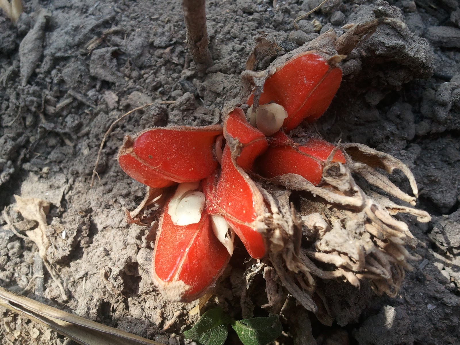 Generally: Fire Ginger