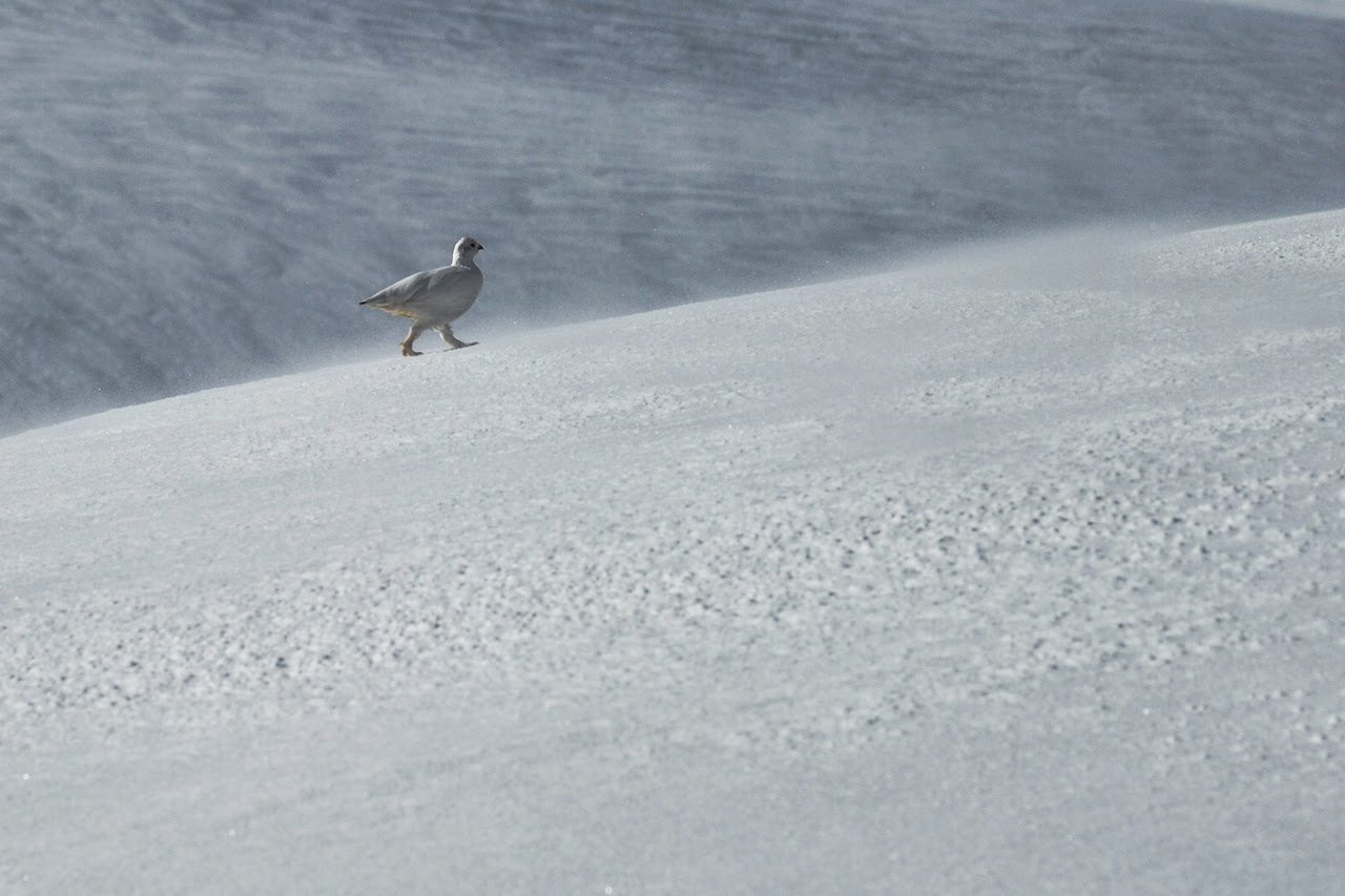 Kolbjørn Pedersen: Rype