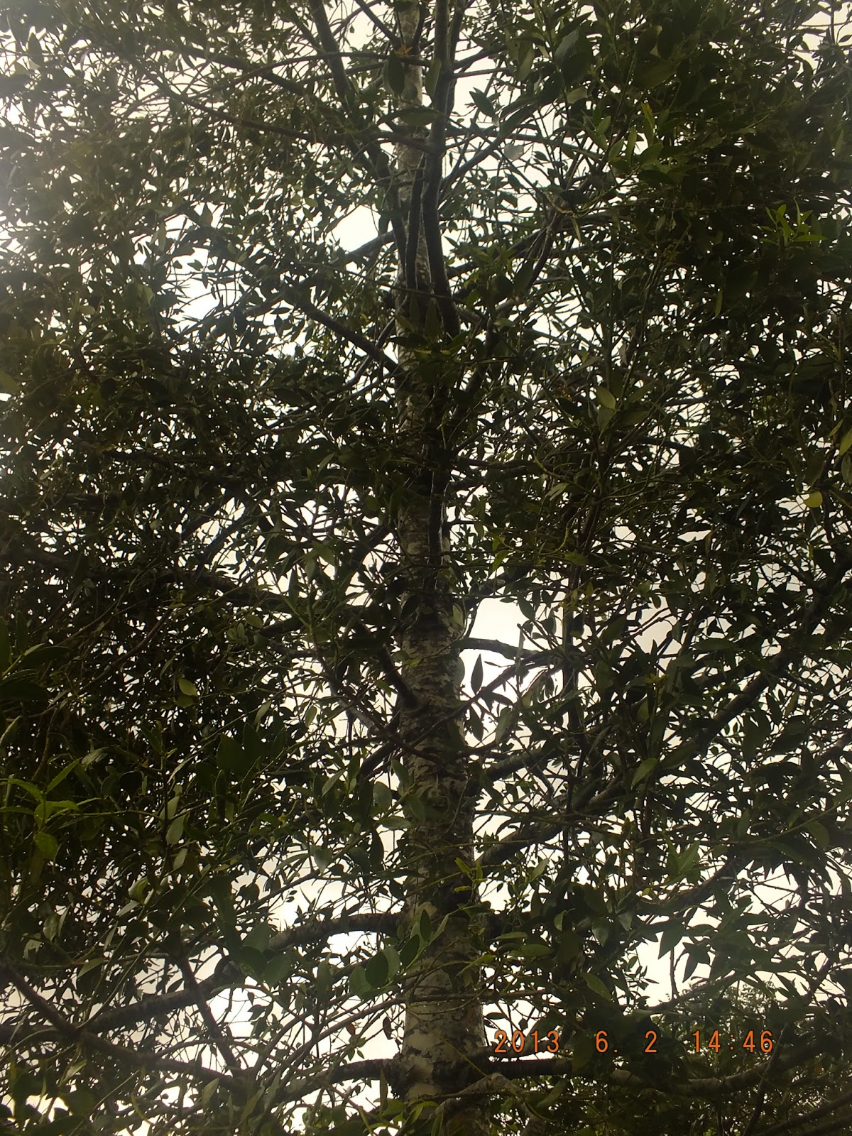 Photography with Dr. Ernie.: Agathis Alba: Young Almaciga Tree in DSB ...